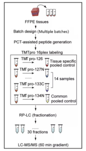TMT (Tandem Mass Tag) Technology - Westlake Omics ｜ 西湖欧米（杭州）生物科技有限公司