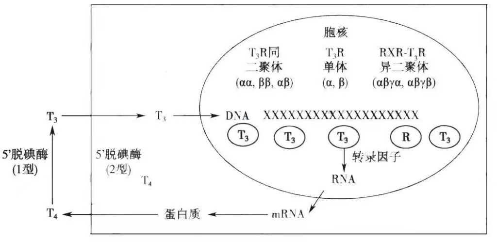 Do you really understand thyroid disease? - Westlake Omics ｜ 西湖欧米（杭州）生物 ...