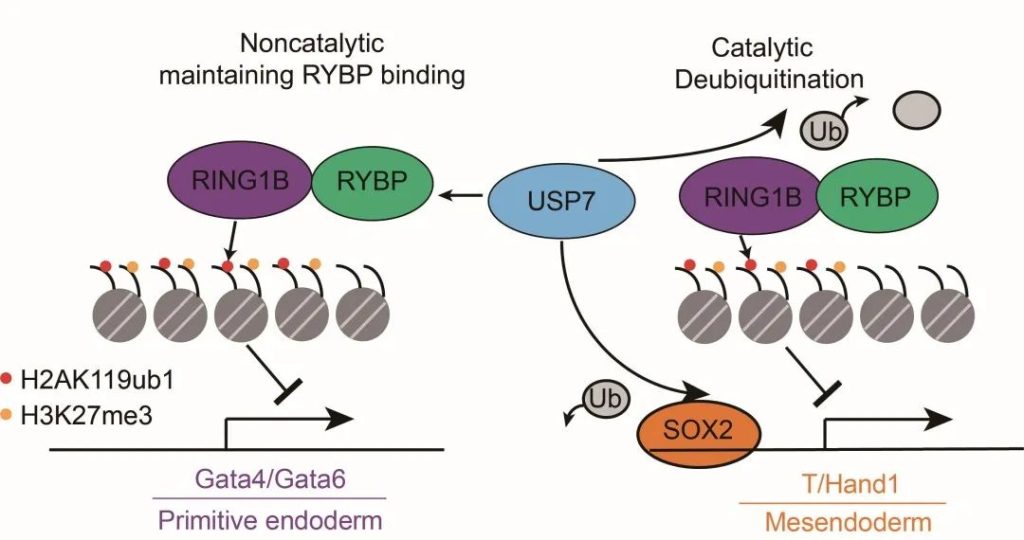 Science Advances ｜去泛素化酶USP7维持小鼠胚胎干细胞多能性的分子机制 - Westlake Omics ｜ 西湖欧米（杭州 ...