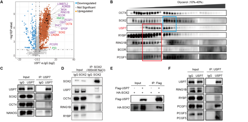 Science Advances ｜去泛素化酶USP7维持小鼠胚胎干细胞多能性的分子机制 - Westlake Omics ｜ 西湖欧米（杭州 ...