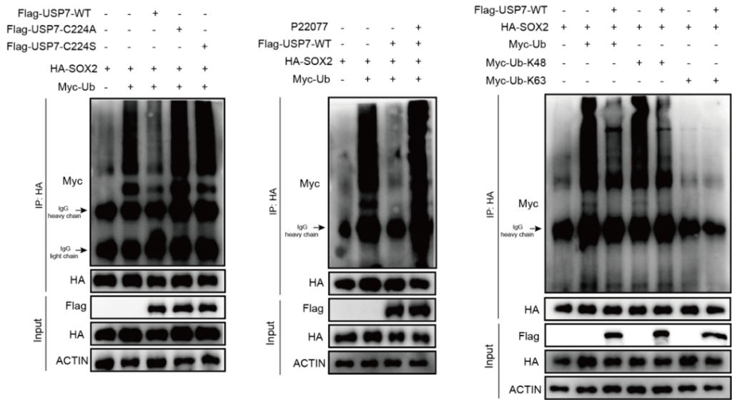Science Advances ｜去泛素化酶USP7维持小鼠胚胎干细胞多能性的分子机制 - Westlake Omics ｜ 西湖欧米（杭州 ...