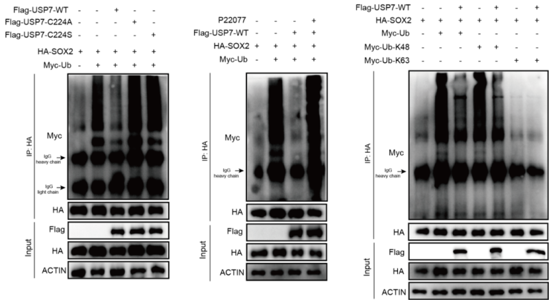 Science Advances ｜去泛素化酶USP7维持小鼠胚胎干细胞多能性的分子机制 - Westlake Omics ｜ 西湖欧米（杭州 ...
