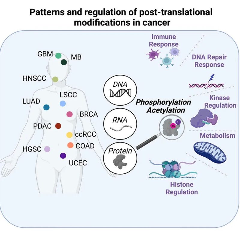 Cell等四篇连发｜癌症解谜：蛋白质组与基因组共舞 - Westlake Omics ｜ 西湖欧米（杭州）生物科技有限公司