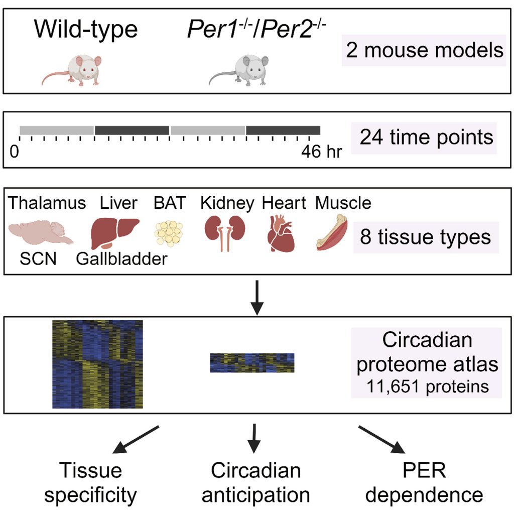 MCP｜蛋白质时空表达图谱：小鼠蛋白质生物钟 - Westlake Omics ｜ 西湖欧米（杭州）生物科技有限公司