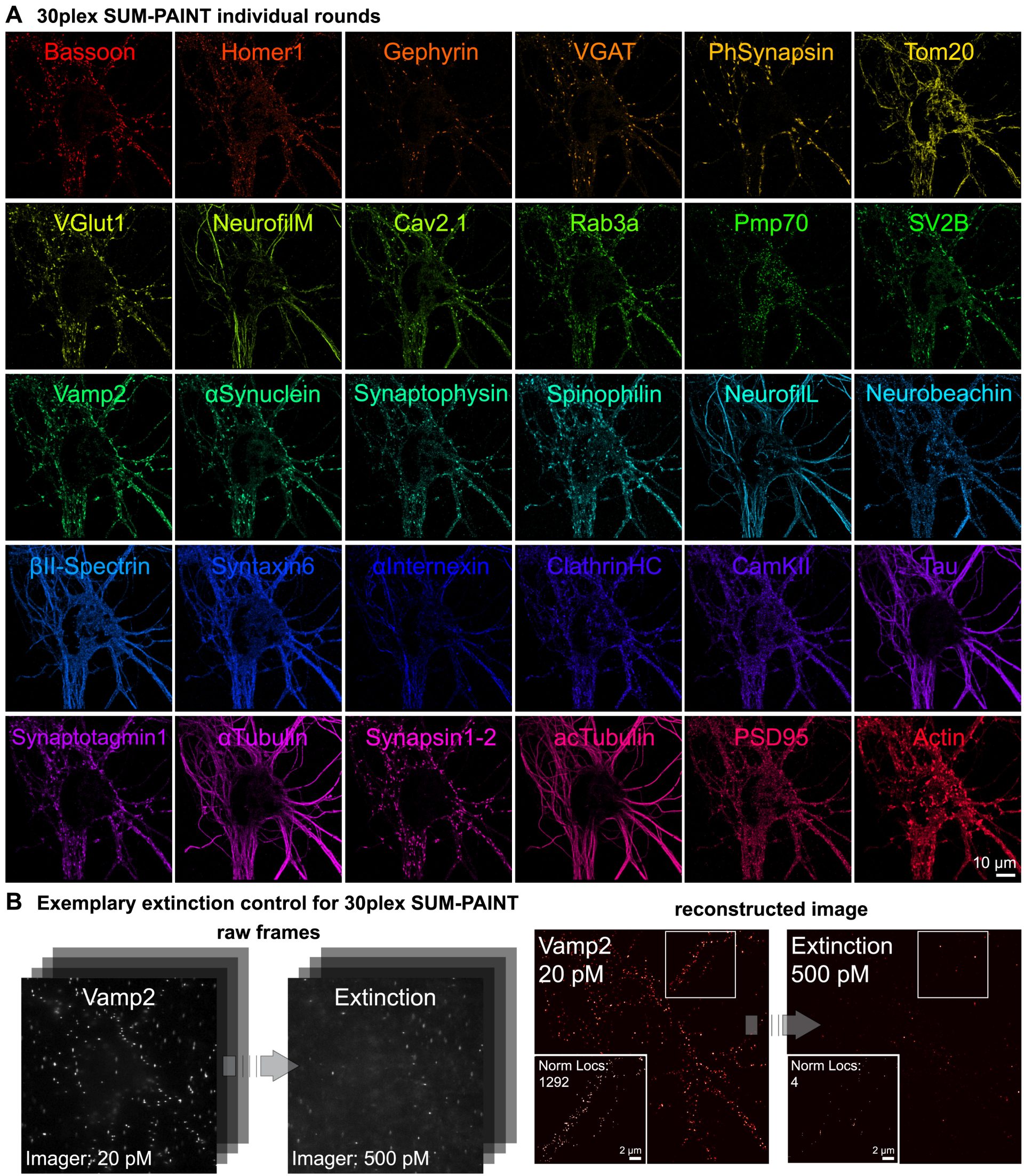Cell｜SUM-PAINT：单蛋白分辨率的神经元空间蛋白质组学 - Westlake Omics ｜ 西湖欧米（杭州）生物科技有限公司