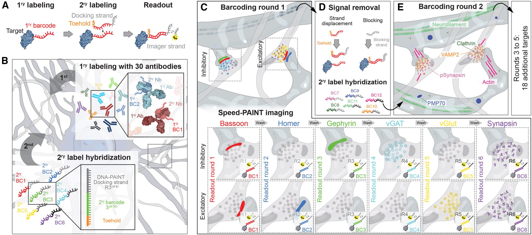Cell｜SUM-PAINT：单蛋白分辨率的神经元空间蛋白质组学 - Westlake Omics ｜ 西湖欧米（杭州）生物科技有限公司