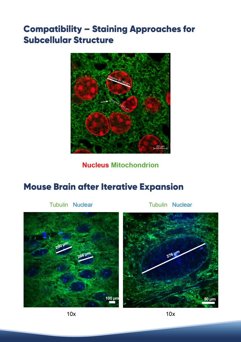 FAXP™ —— 空间蛋白质组学/超分辨成像试剂盒 - Westlake Omics ｜ 西湖欧米（杭州）生物科技有限公司 Expansion ...
