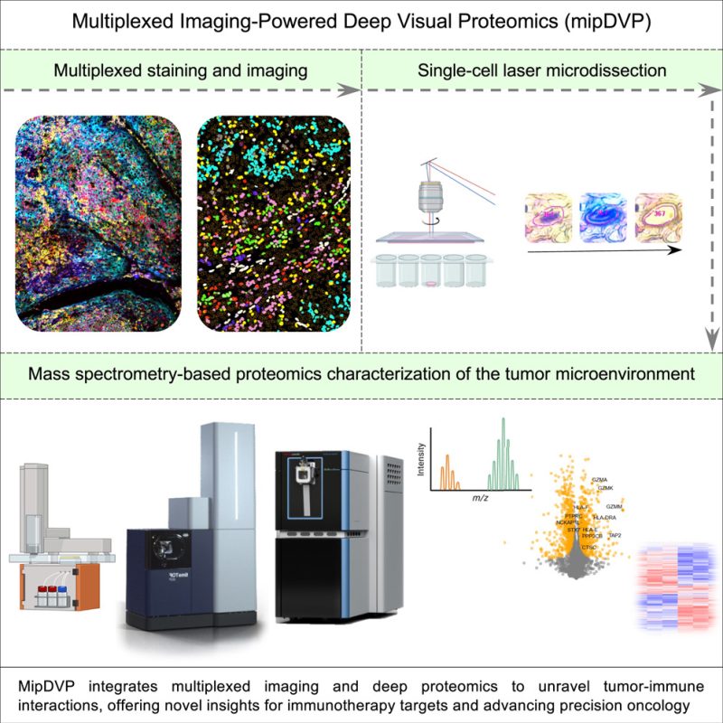 Mann组新作：深度视觉蛋白质组学解码肿瘤免疫微环境 - Westlake Omics ｜ 西湖欧米（杭州）生物科技有限公司
