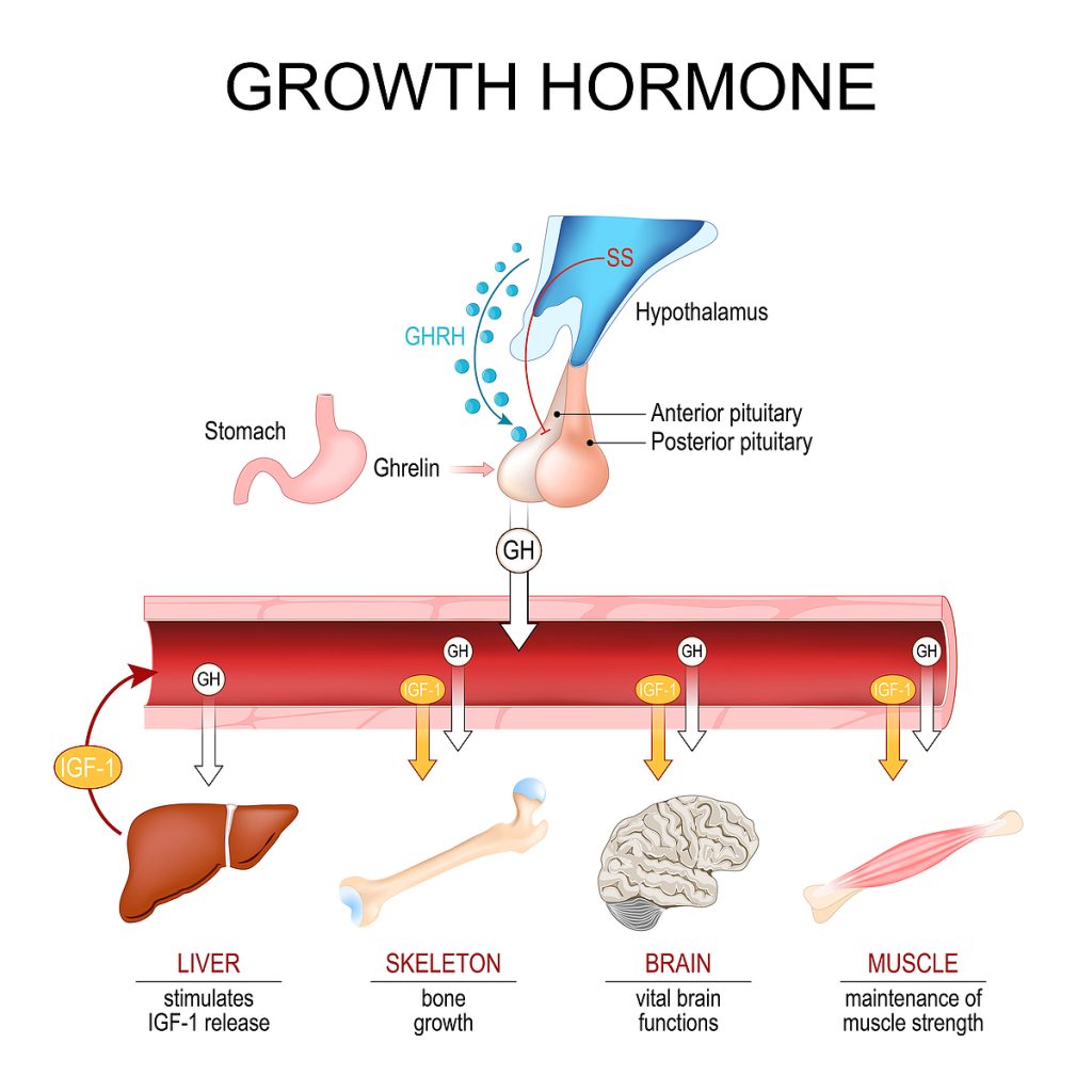 胰岛素样生长因子Ⅰ检测试剂盒（液相色谱-串联质谱法） - Westlake Omics ｜ 西湖欧米（杭州）生物科技有限公司