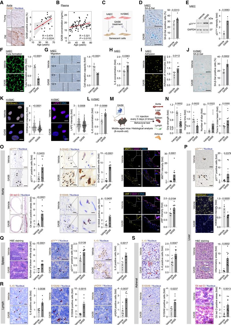 Cell｜50年人类蛋白质组图谱破解衰老密码 - Westlake Omics ｜ 西湖欧米（杭州）生物科技有限公司