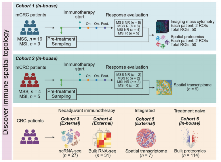 空间多组学揭示结直肠癌中C1QC+巨噬细胞-CD4+ T细胞生态位及其对免疫治疗的启示 - Westlake Omics ｜ 西湖欧米（杭州 ...